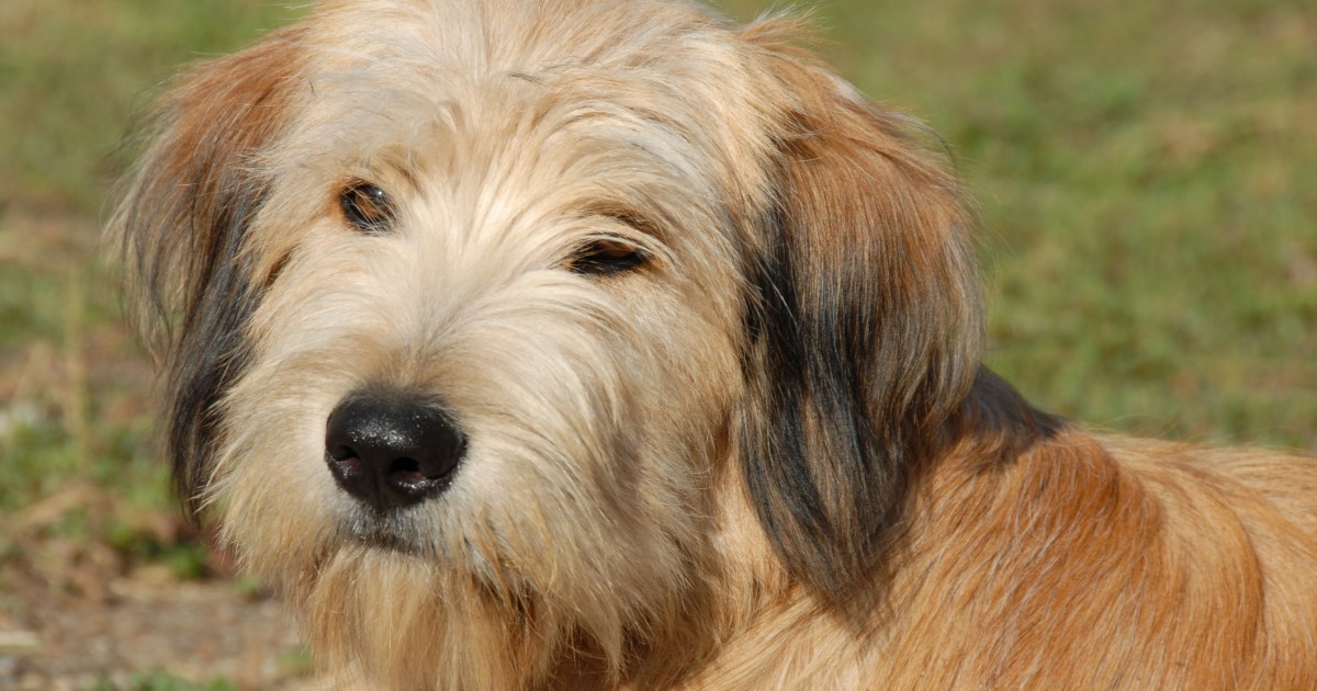 Pyrenean Shepherd Dog Breed Information & Characteristics