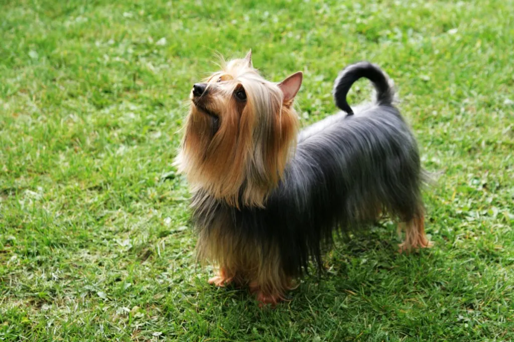 Silky Terrier Dog Breed Information & Characteristics