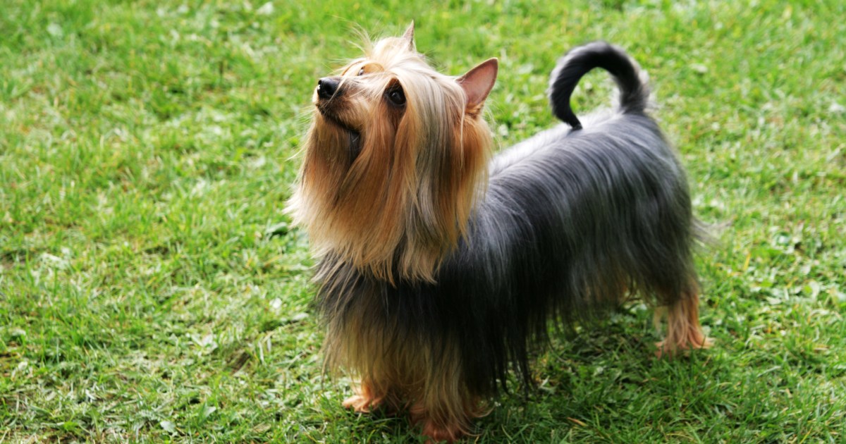 Silky Terrier Dog Breed Information & Characteristics