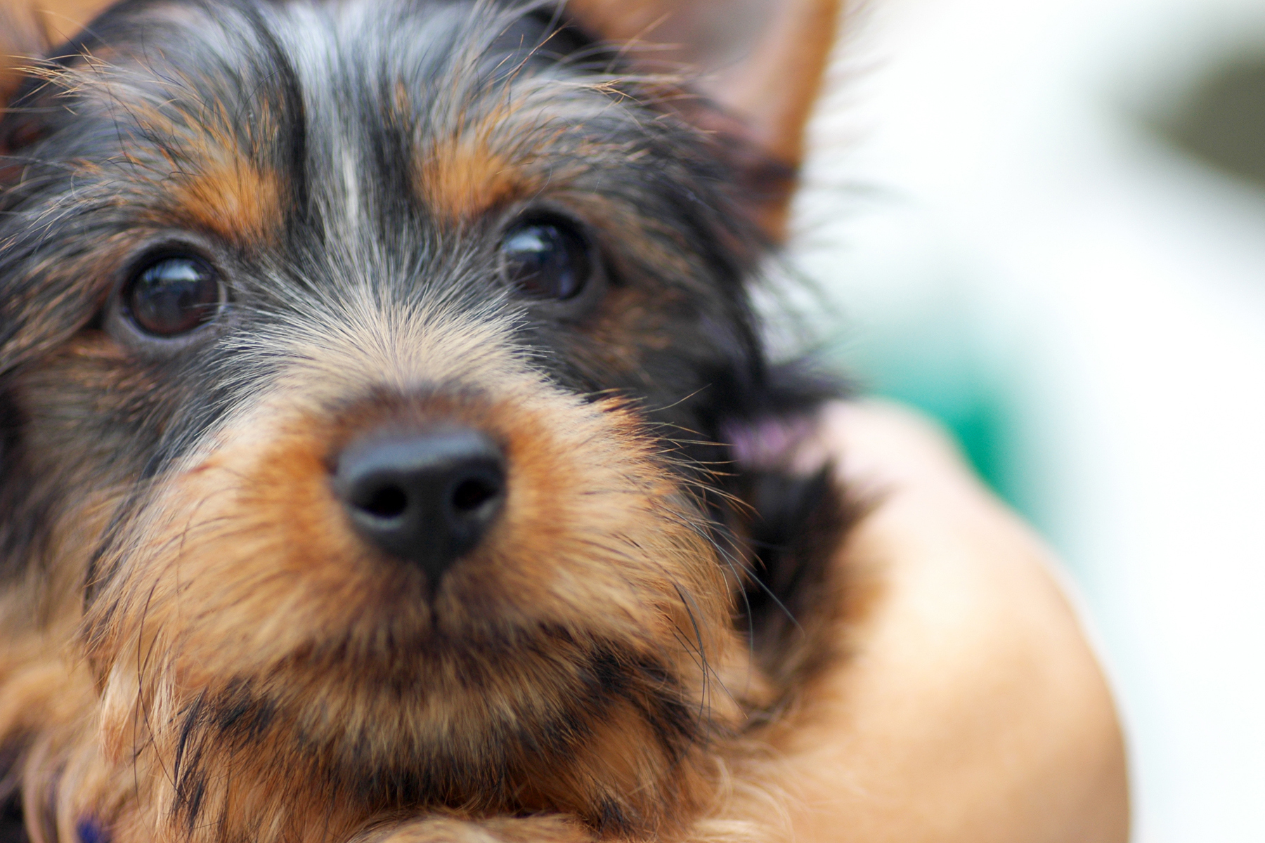 Silky Terrier Dog Breed Information & Characteristics
