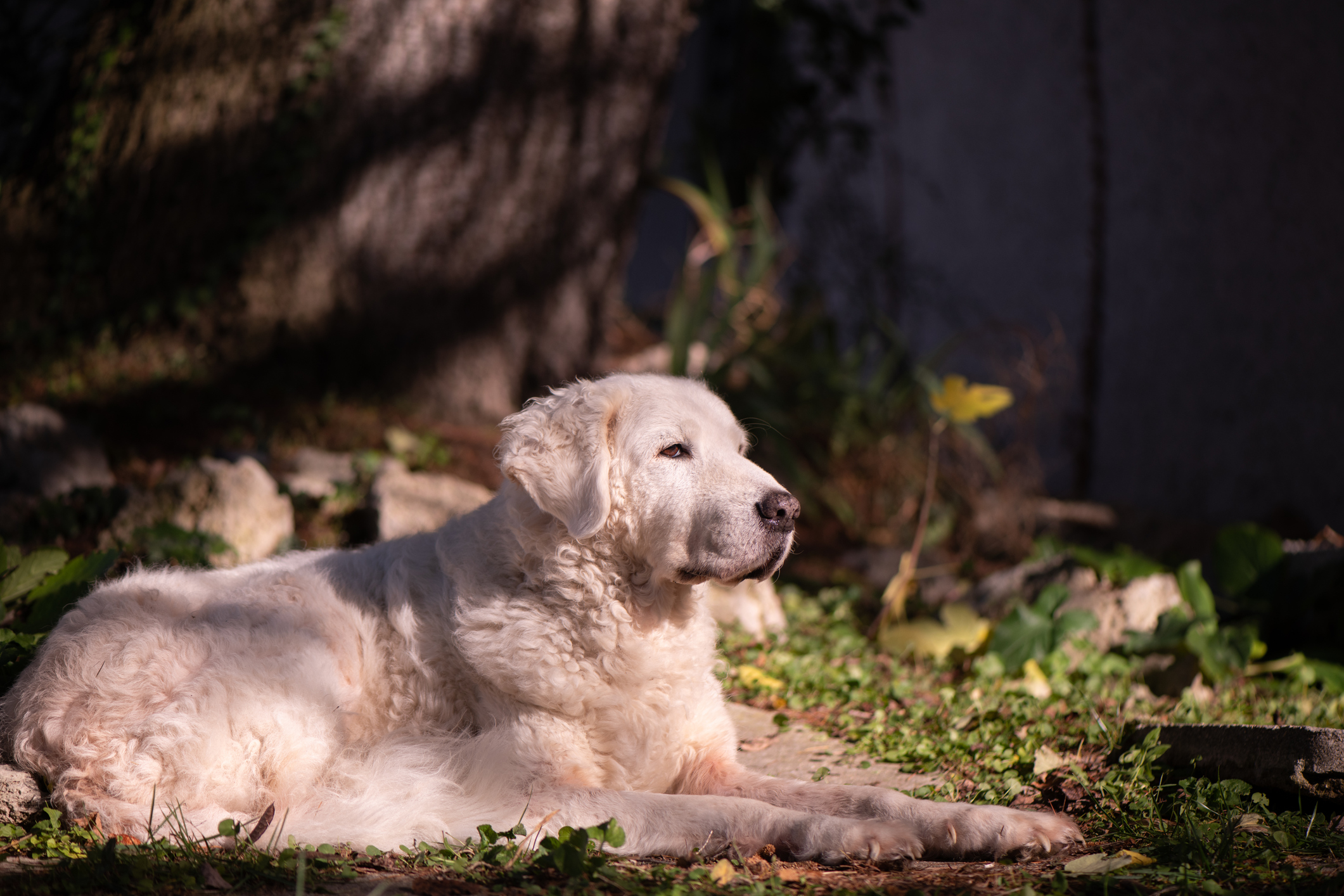 Kuvasz Dog Breed Information & Characteristics