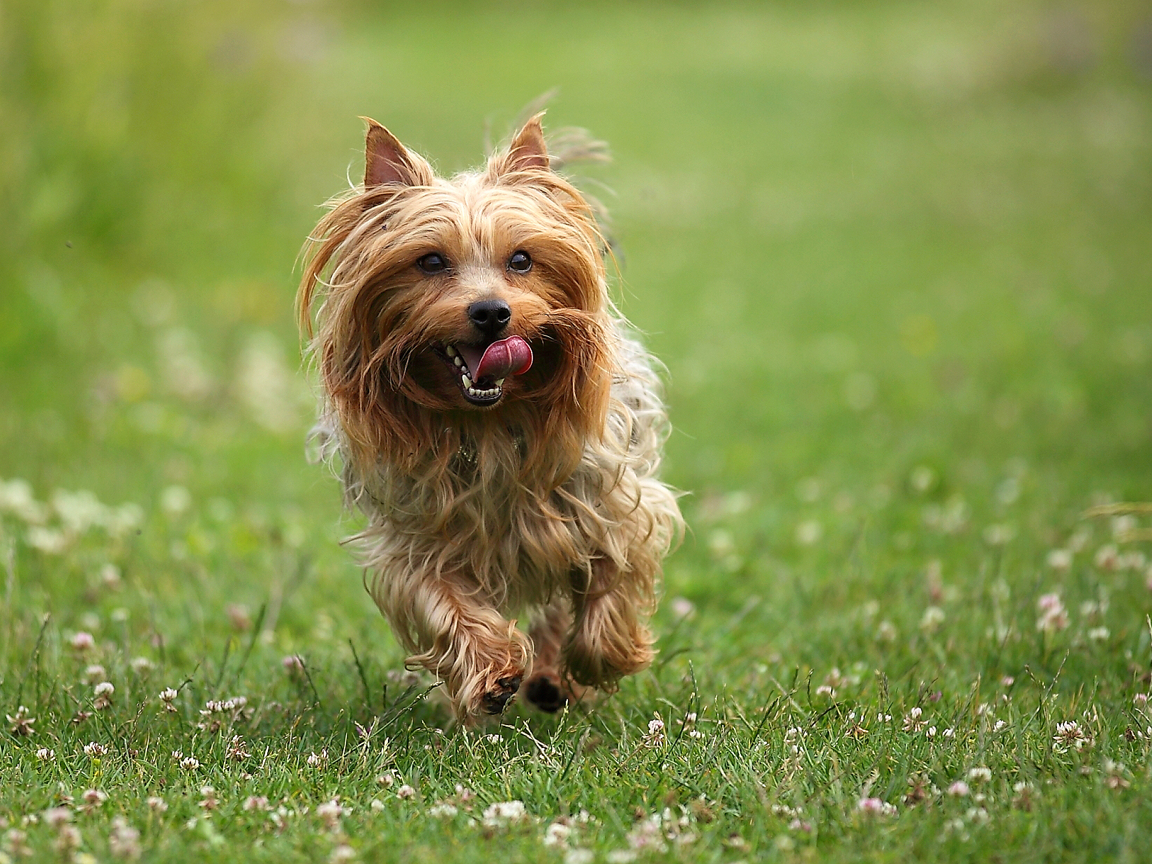 Silky Terrier Dog Breed Information & Characteristics