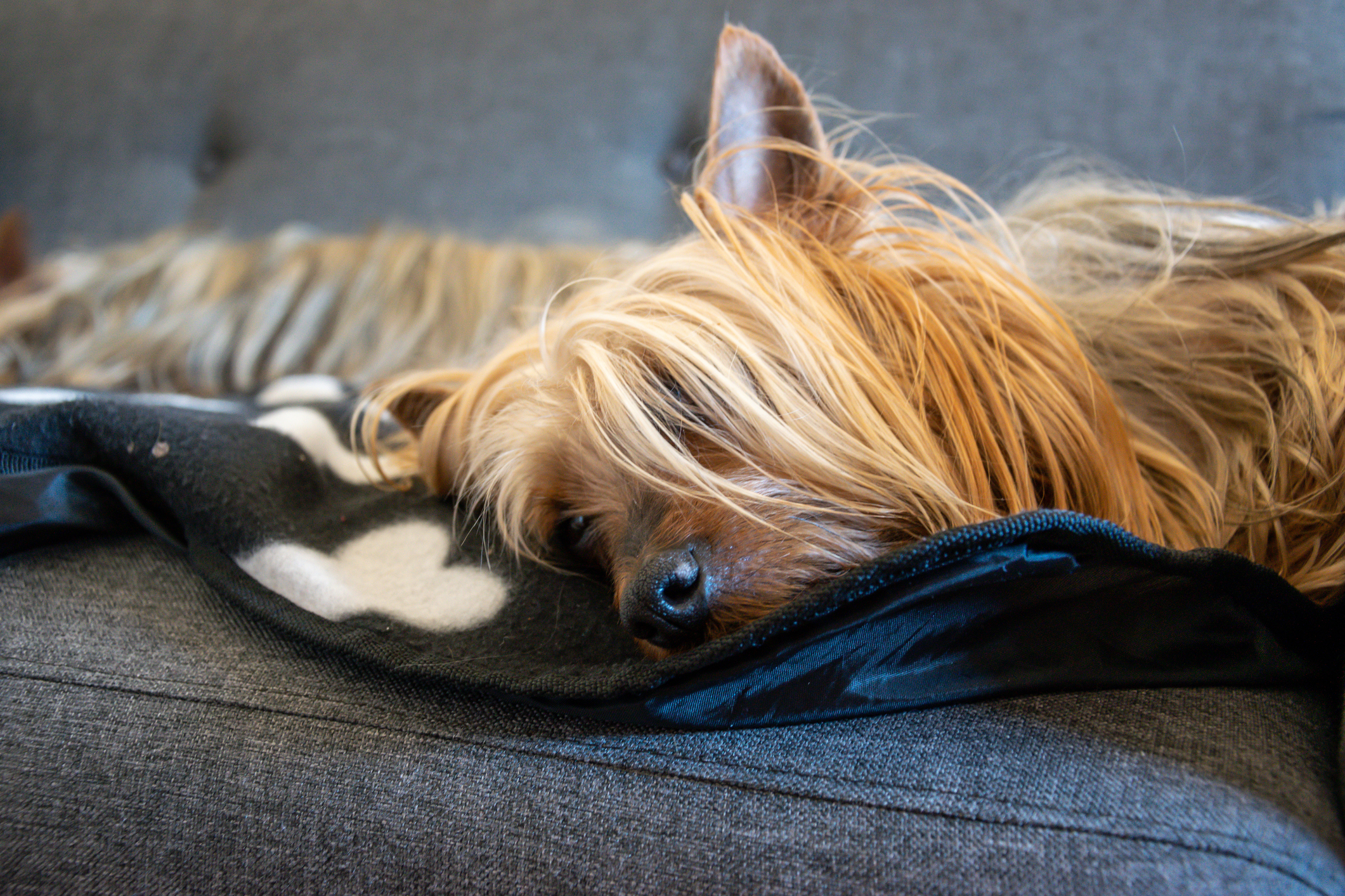 Silky Terrier Dog Breed Information & Characteristics
