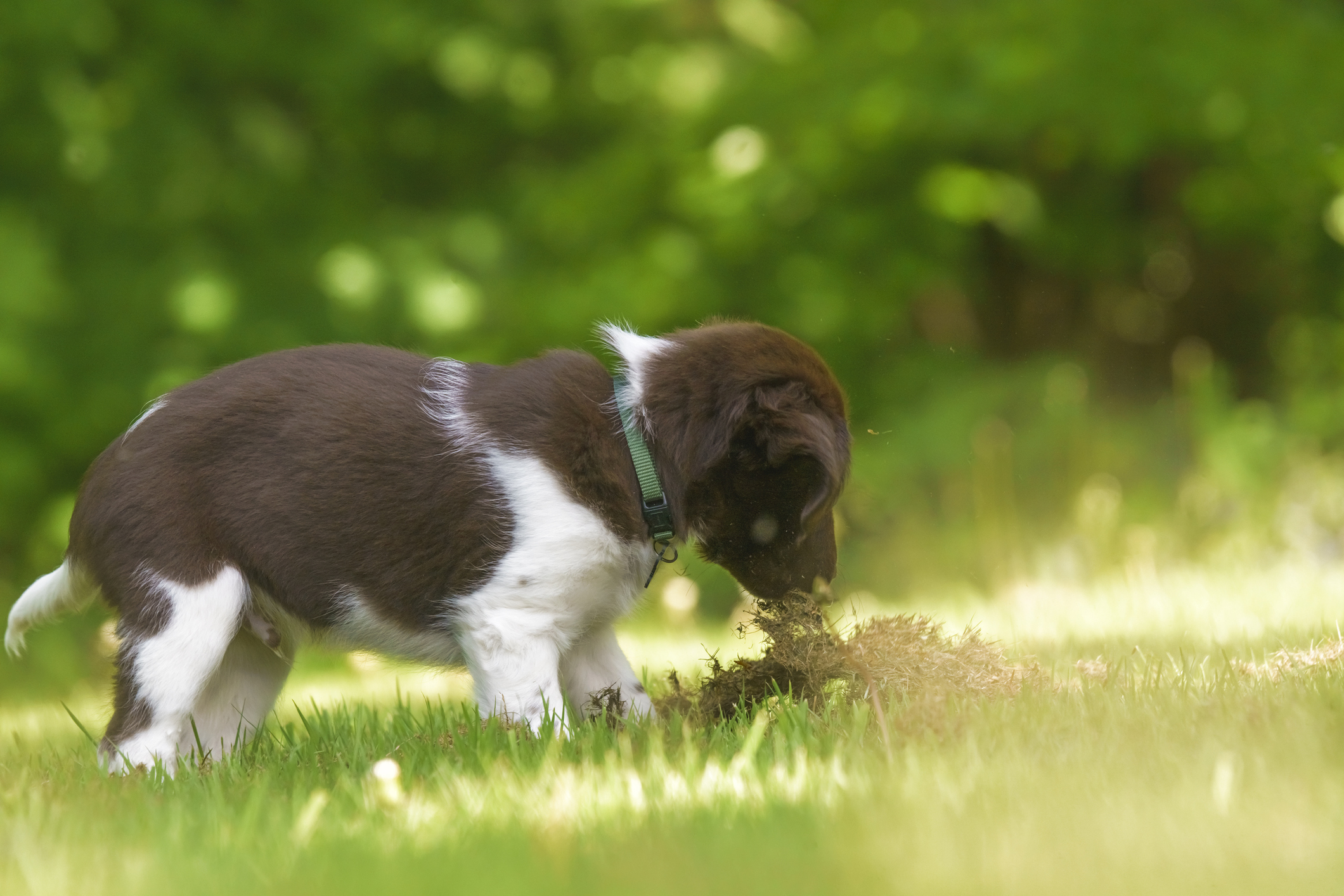 Stabyhoun Dog Breed Information & Characteristics