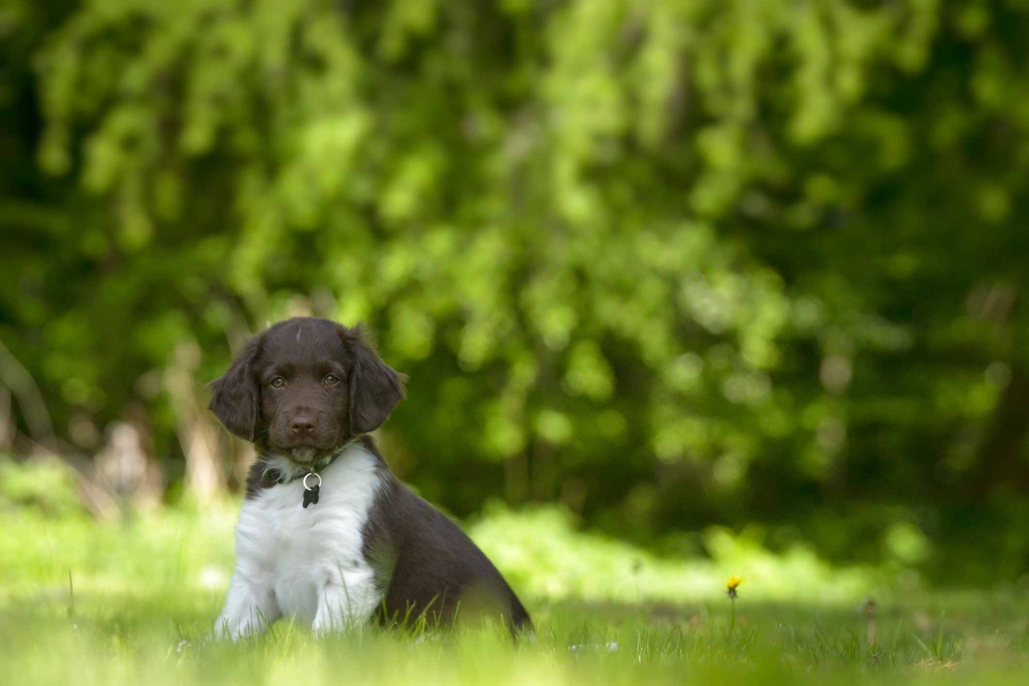 Stabyhoun Dog Breed Information & Characteristics