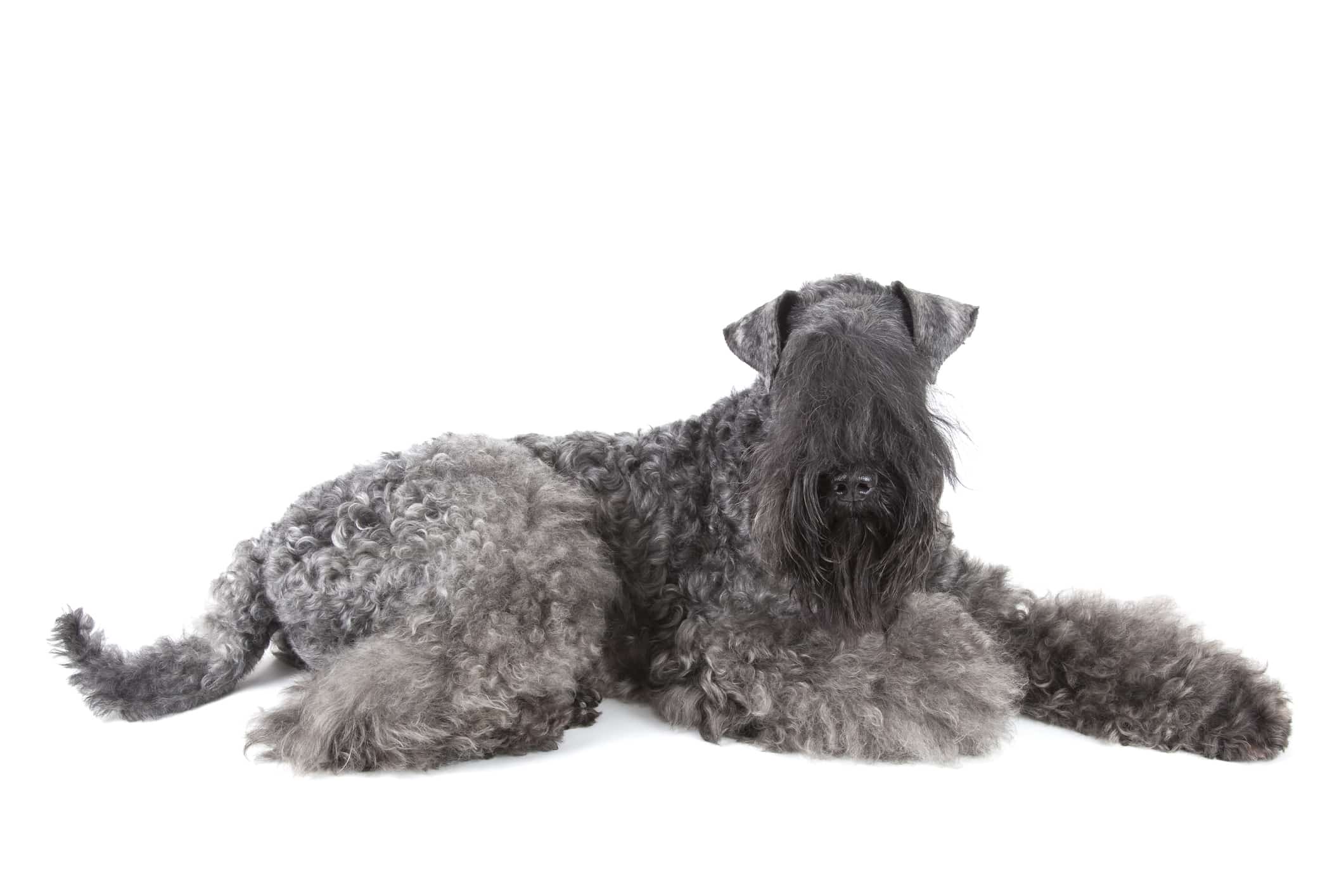Kerry Blue Terrier Dog Breed Information & Characteristics
