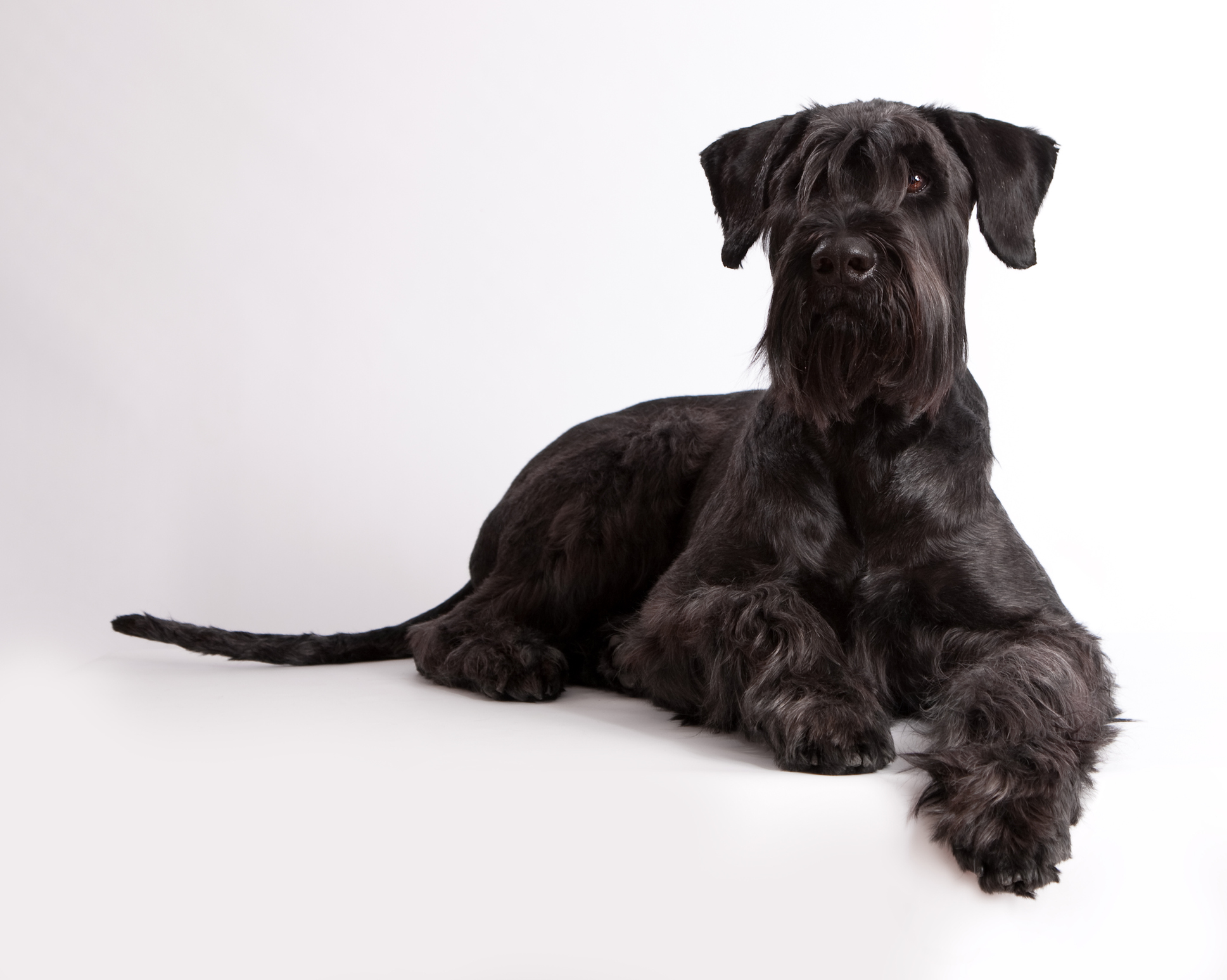 Giant Schnauzer Dog Breed Information & Characteristics