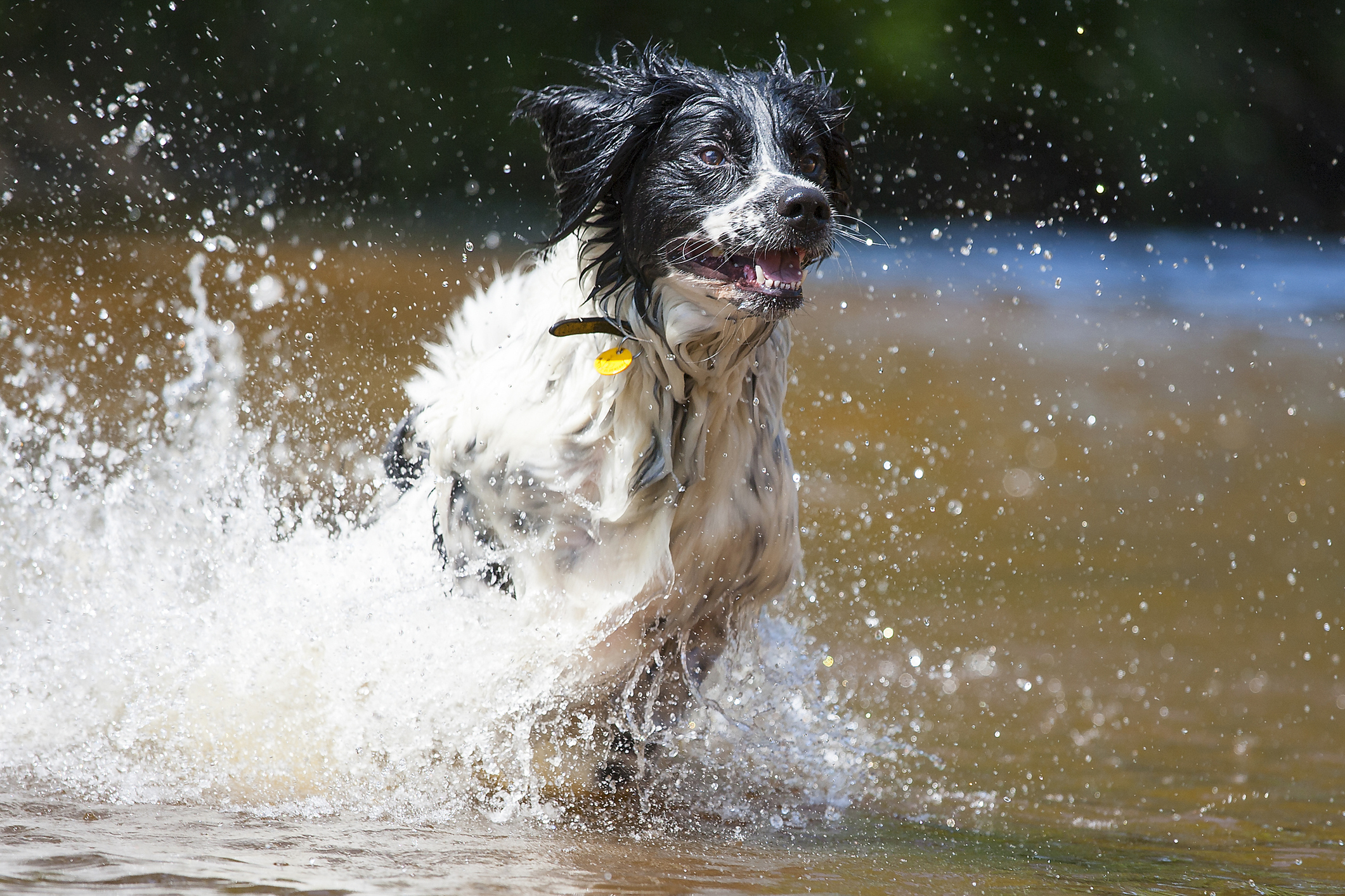 Stabyhoun Dog Breed Information & Characteristics