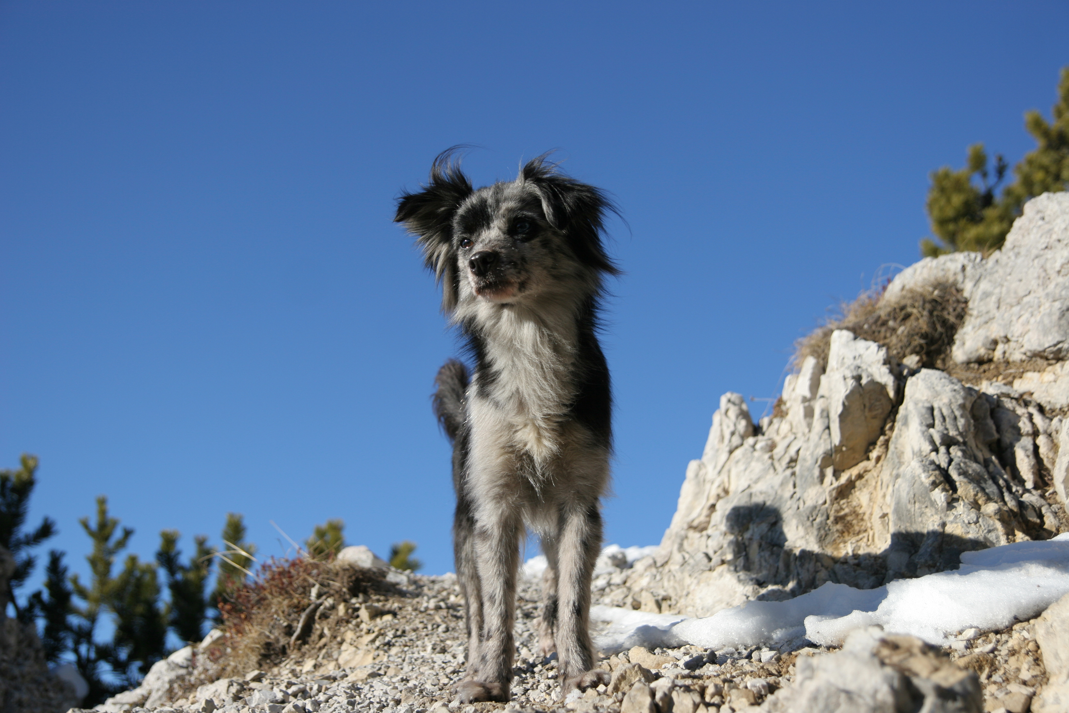 Pyrenean Shepherd Dog Breed Information & Characteristics