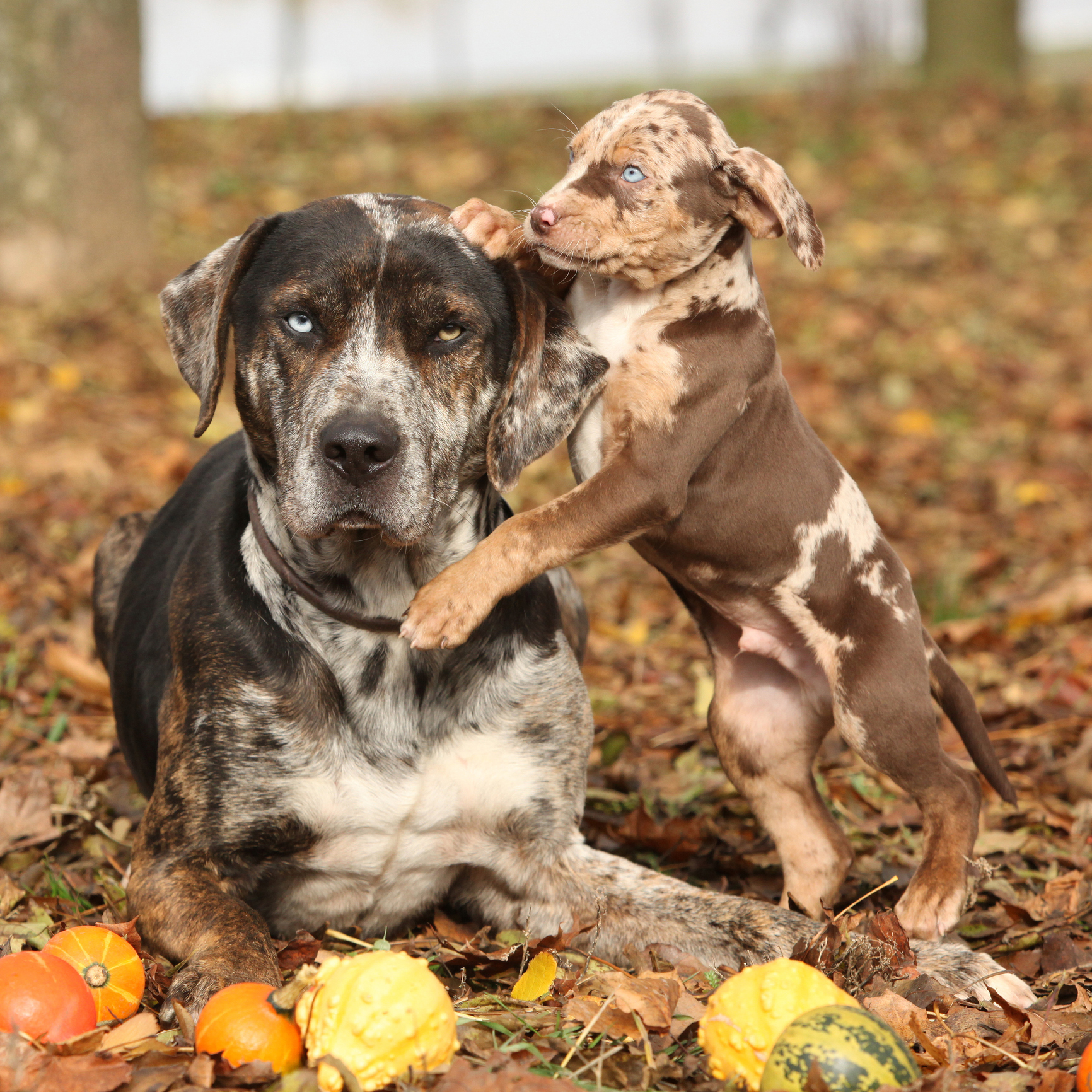 Catahoula Leopard Dog Breed Information & Characteristics