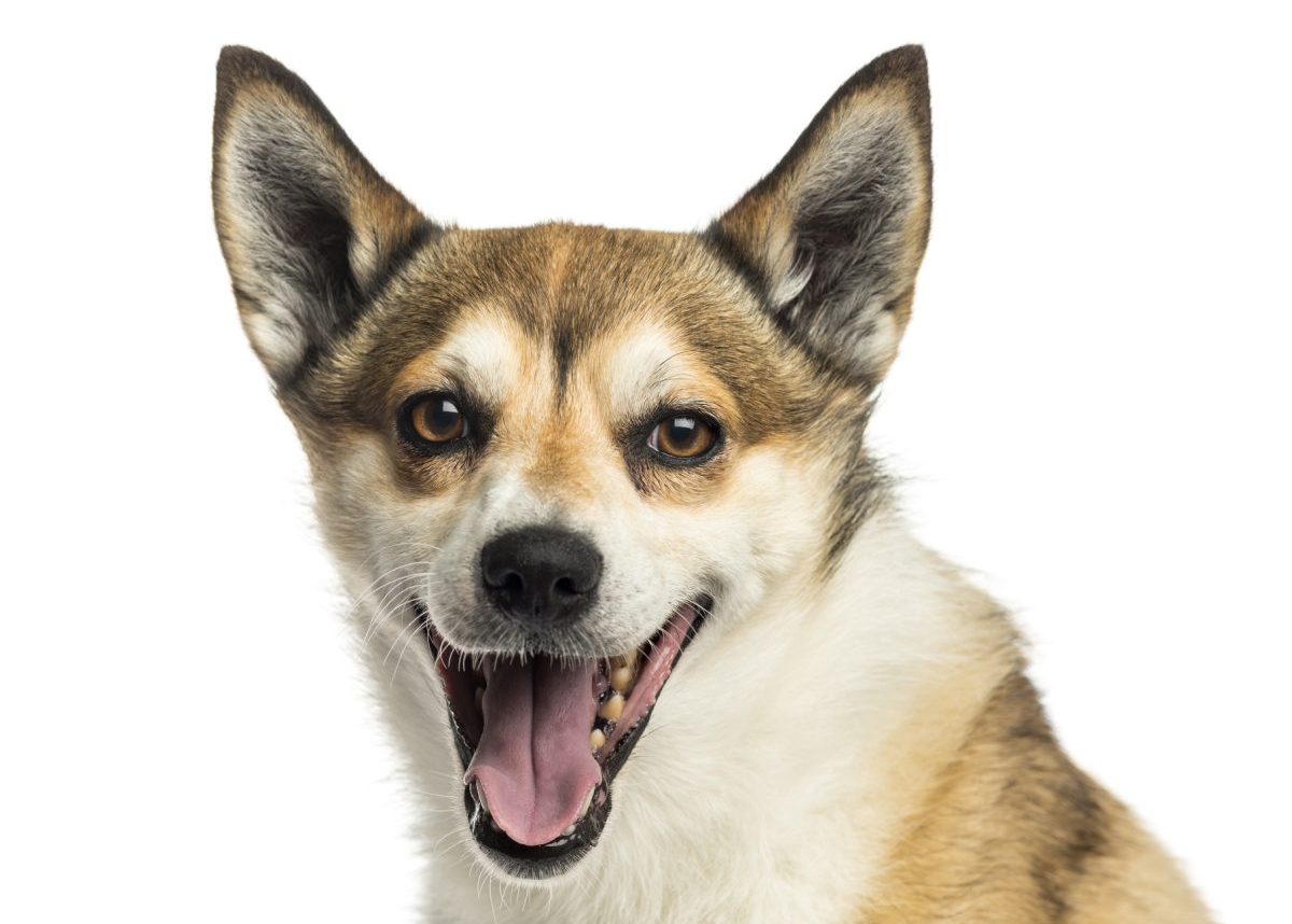 Norwegian Lundehund Dog Breed Information & Characteristics