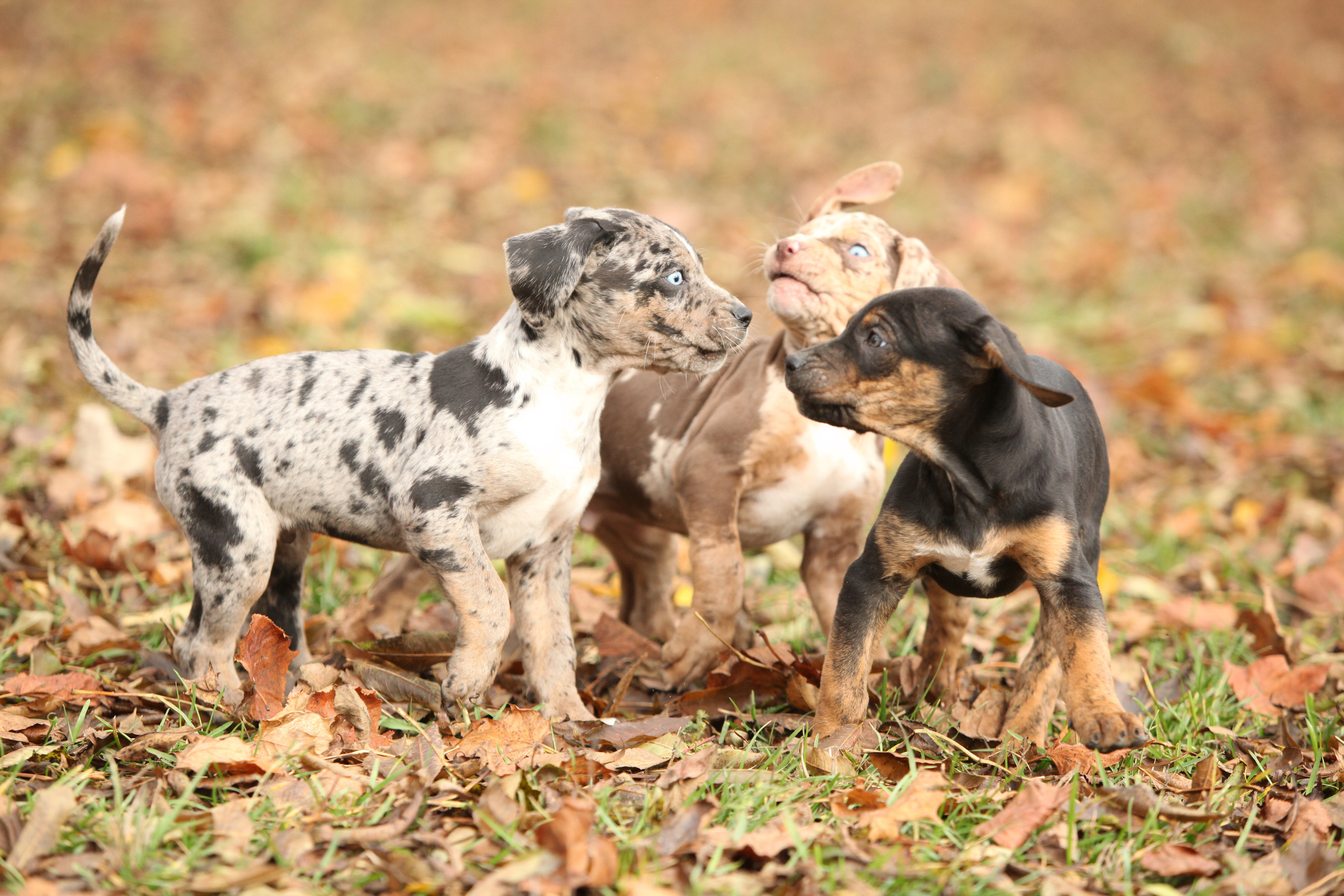 Catahoula Leopard Dog Breed Information & Characteristics
