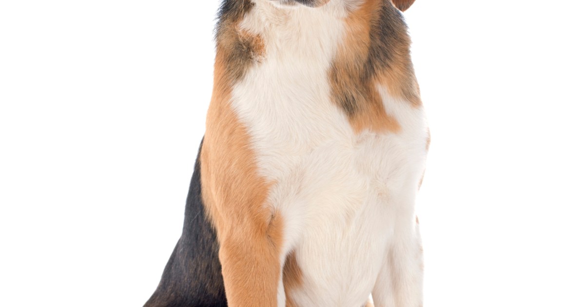 Harrier Dog Breed Information & Characteristics