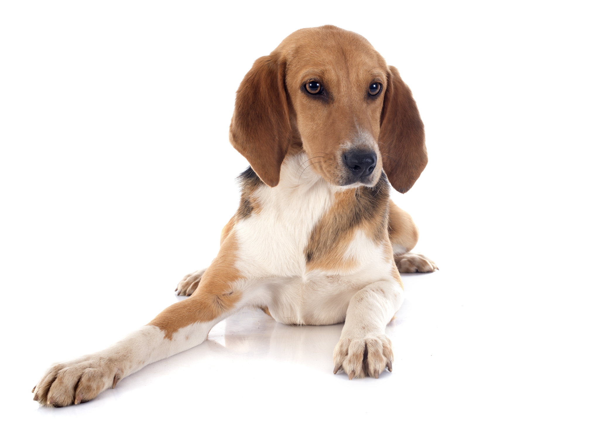 Harrier Dog Breed Information & Characteristics