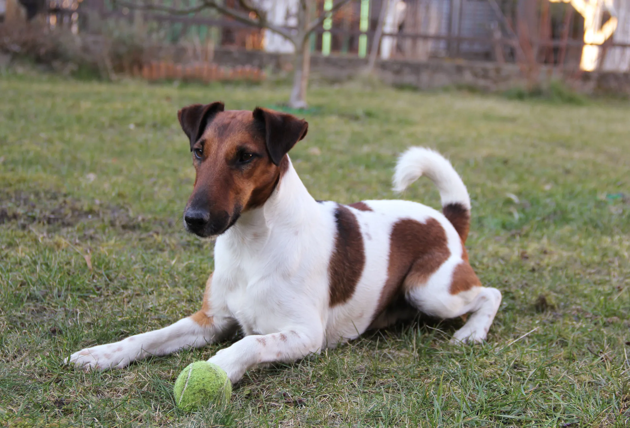 Fox Terrier Dog Breed Information & Characteristics