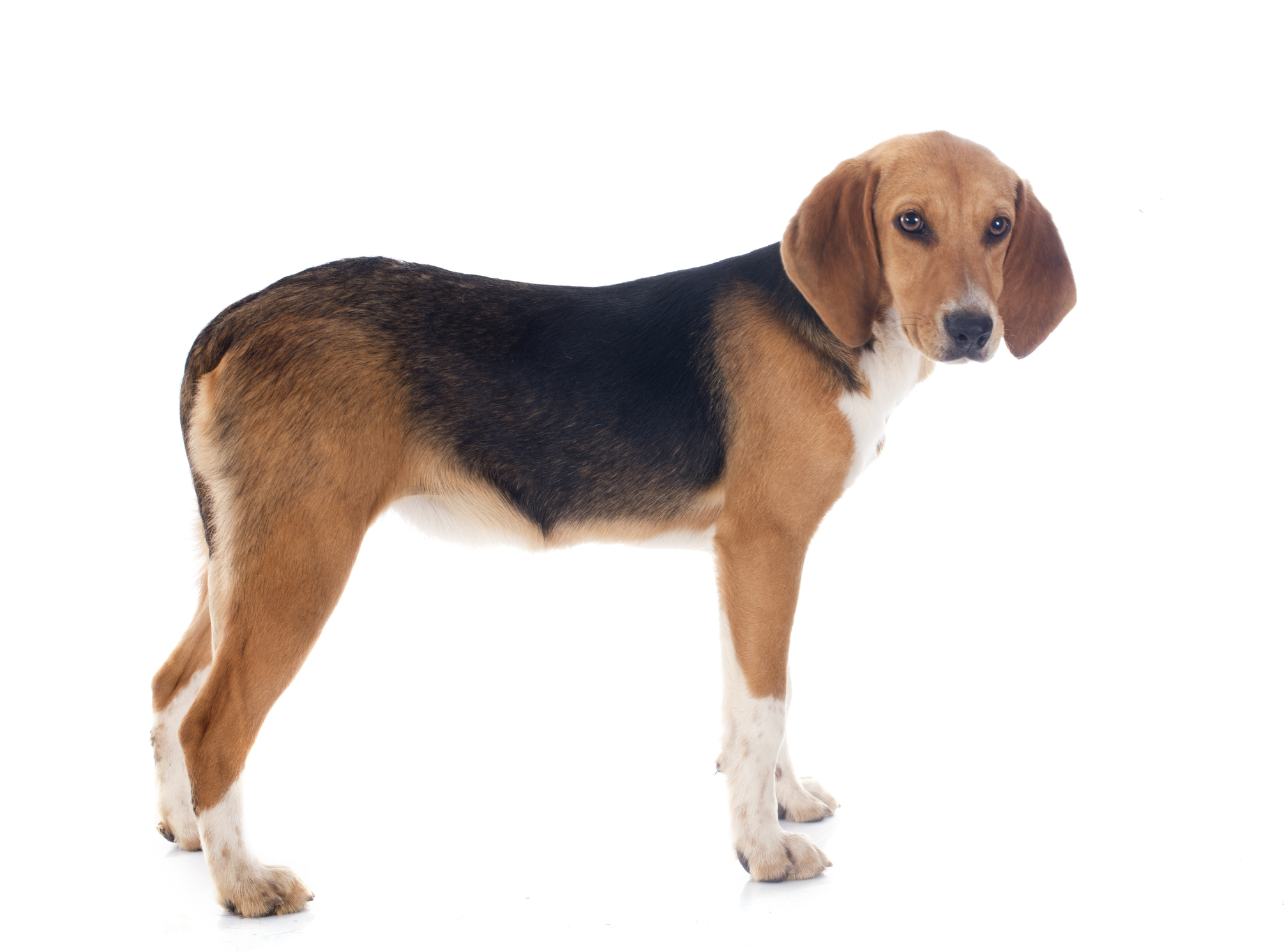 Harrier Dog Breed Information & Characteristics