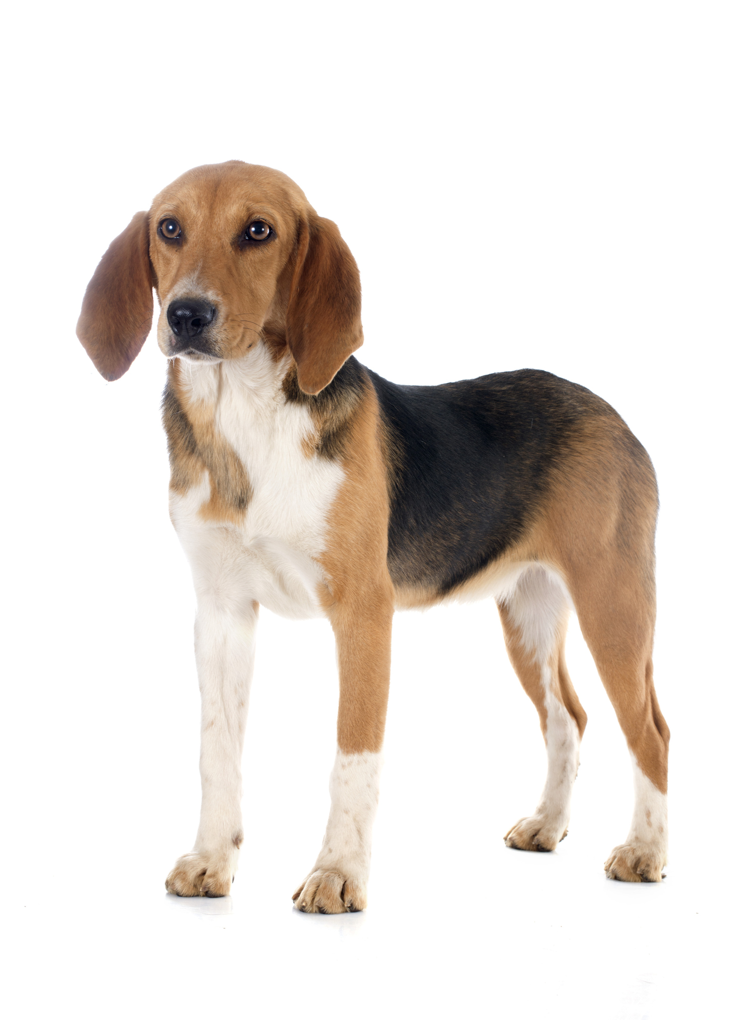 Harrier Dog Breed Information & Characteristics