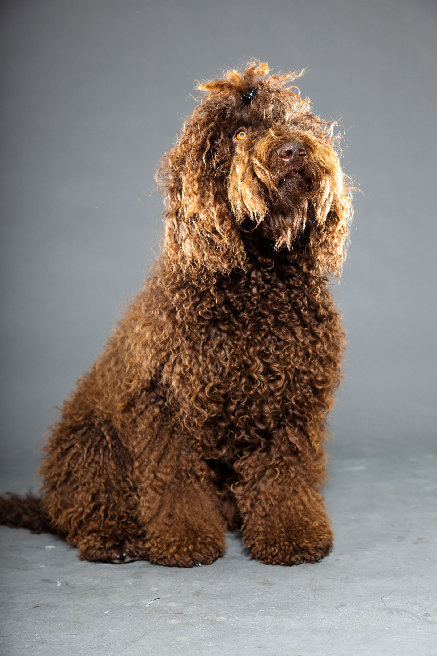 Barbet Dog Breed Information & Characteristics