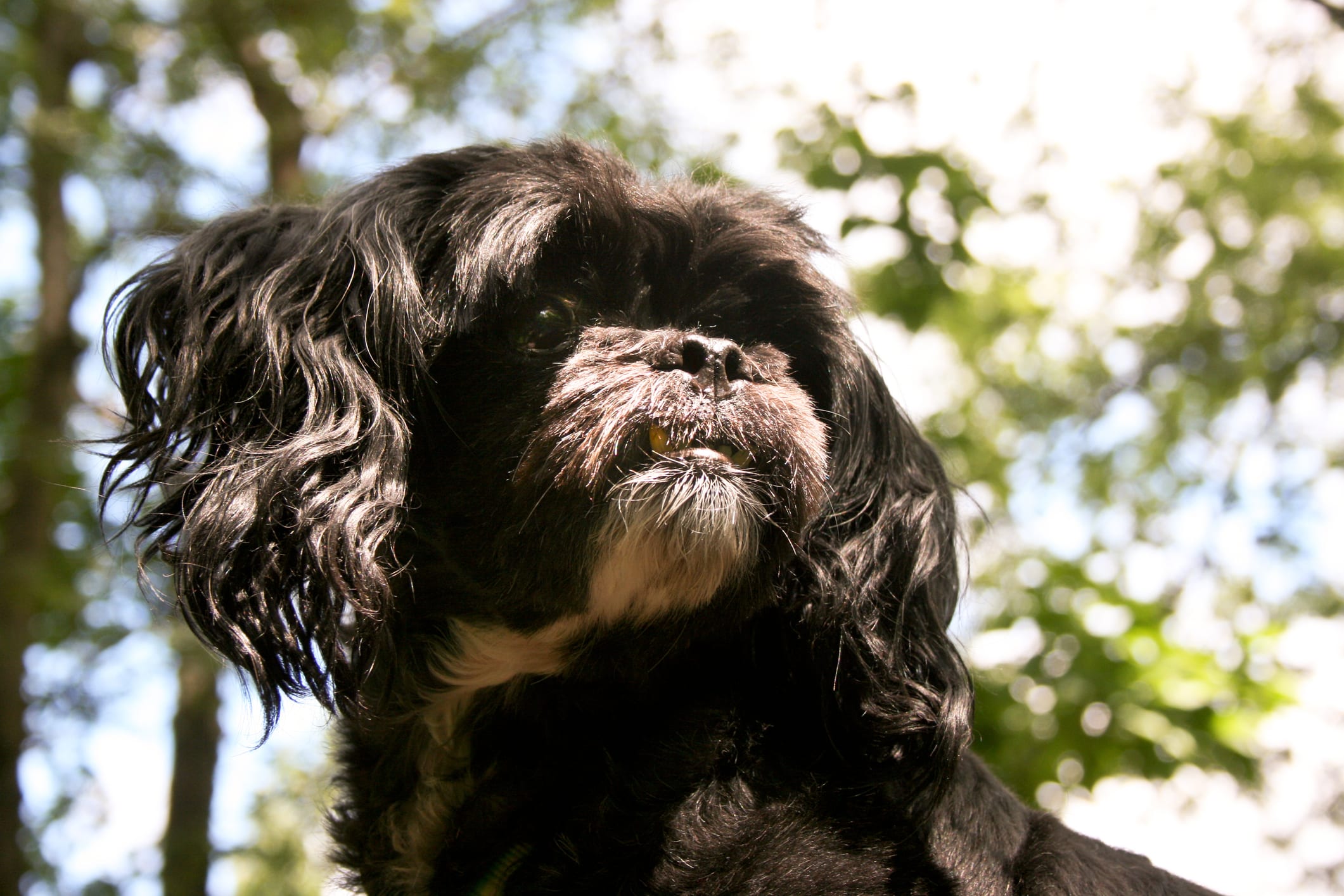 Peekapoo Dog Breed Information & Characteristics