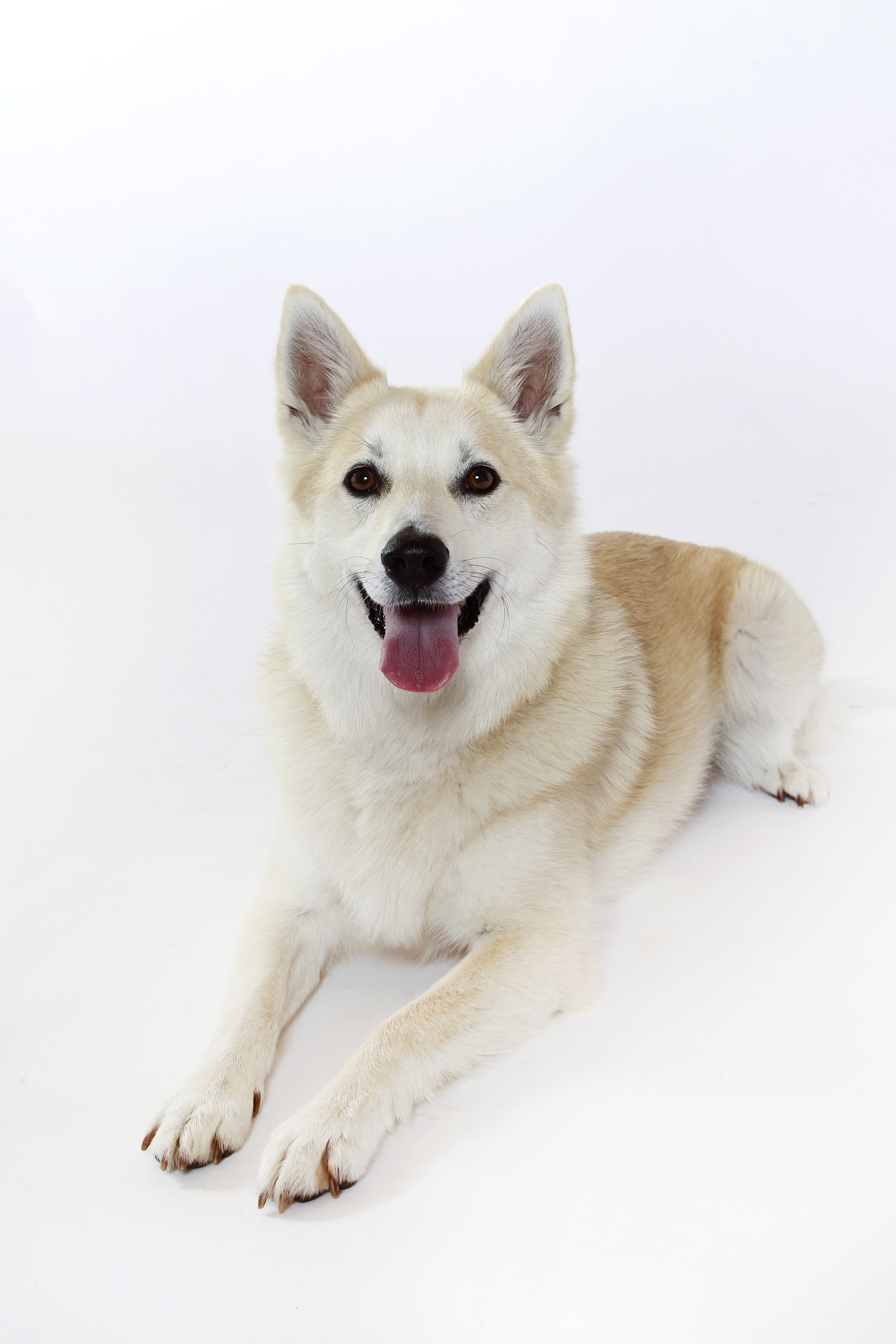 Norwegian Buhund Dog Breed Information & Characteristics