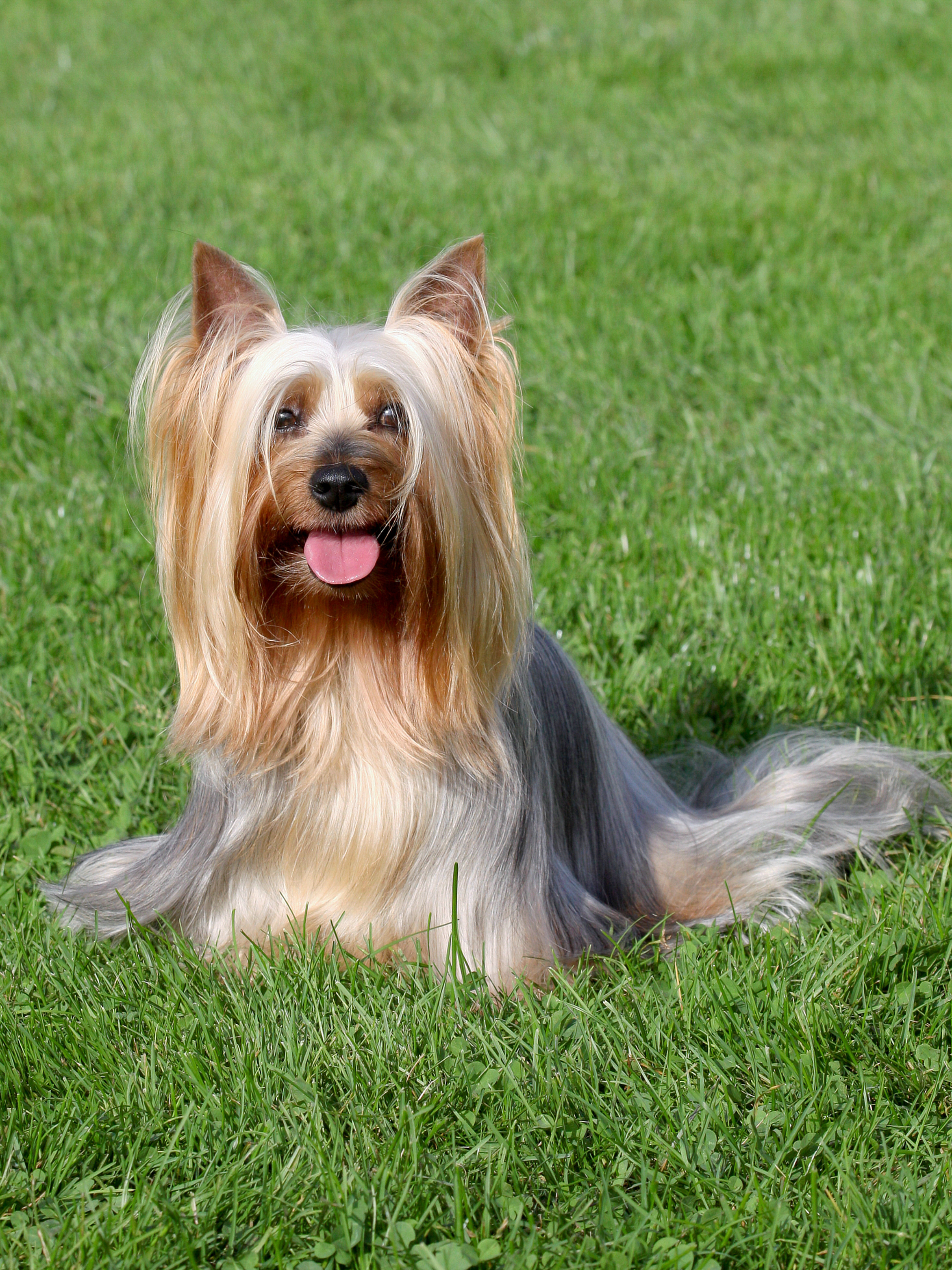 Silky Terrier Dog Breed Information & Characteristics