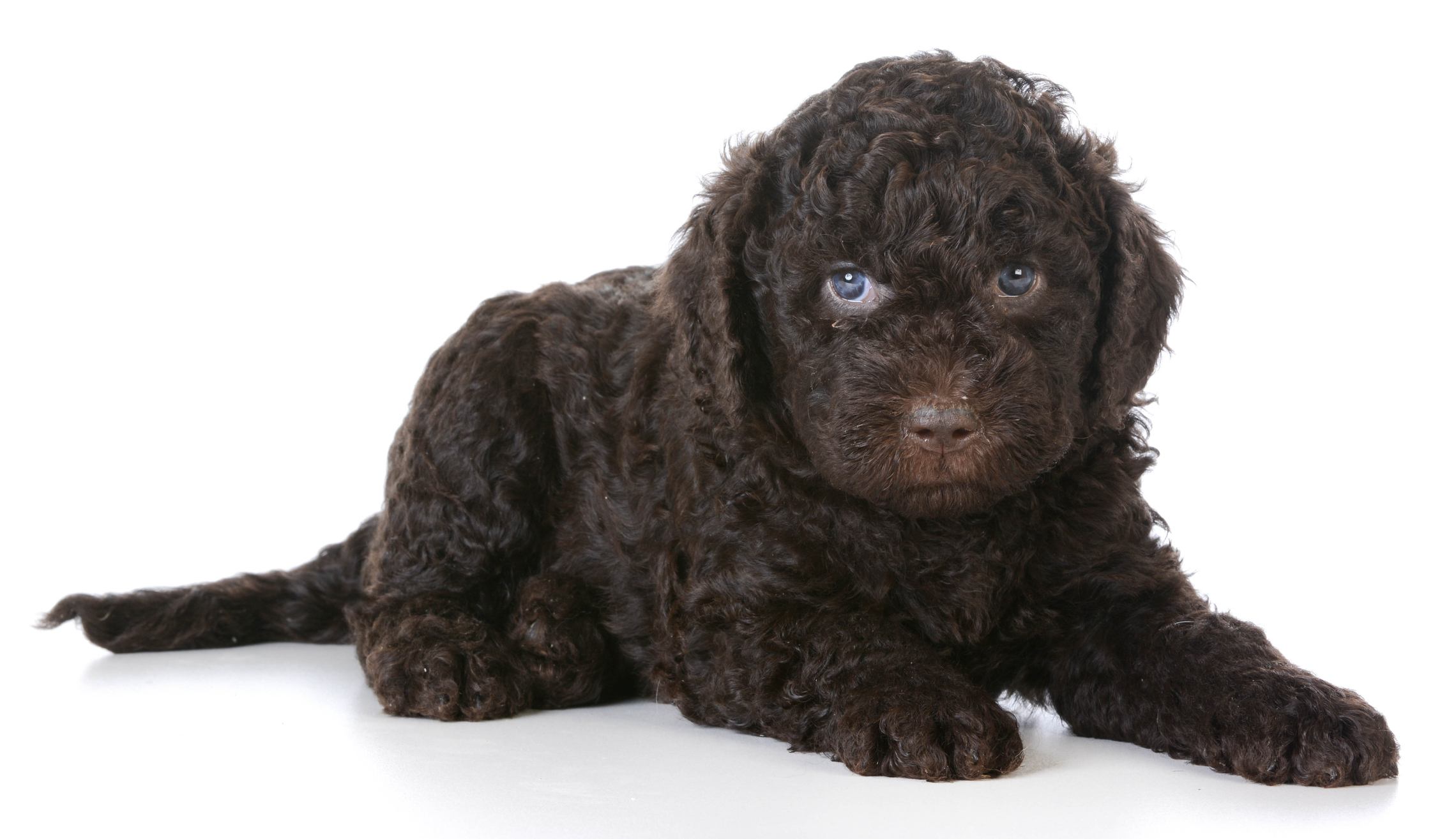 Barbet Dog Breed Information & Characteristics