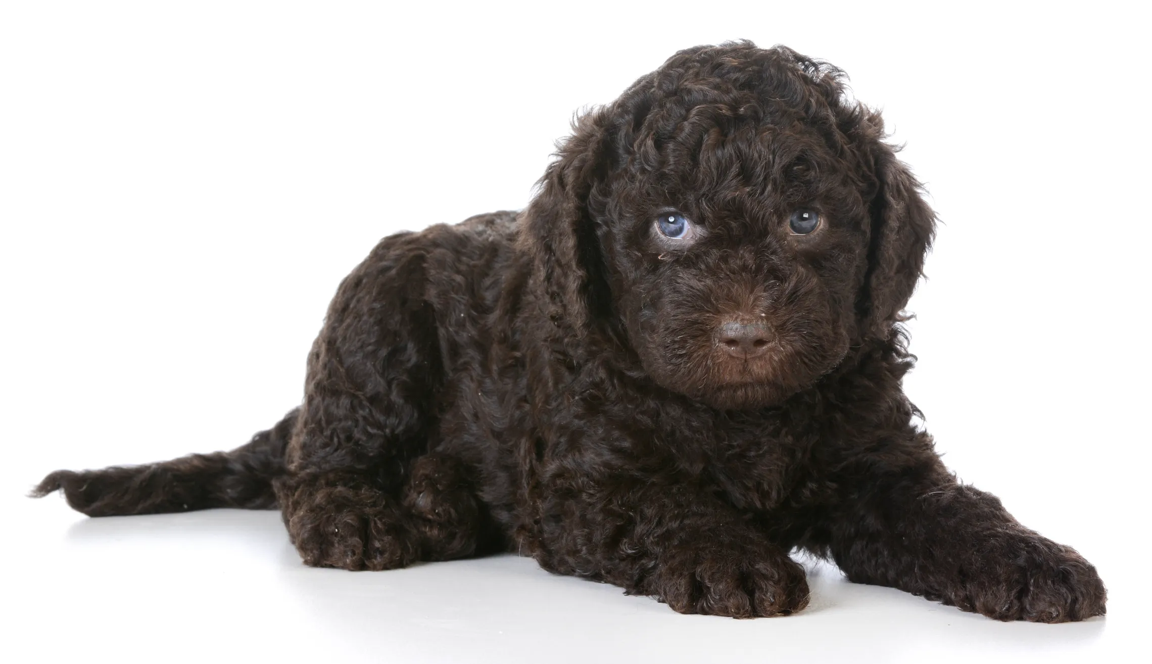 Barbet Dog Breed Information & Characteristics