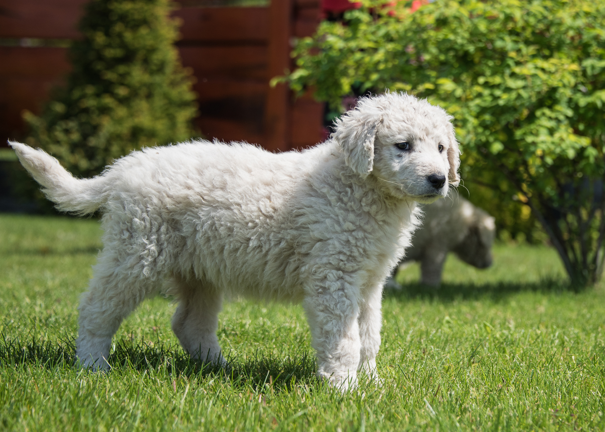 Kuvasz Dog Breed Information & Characteristics