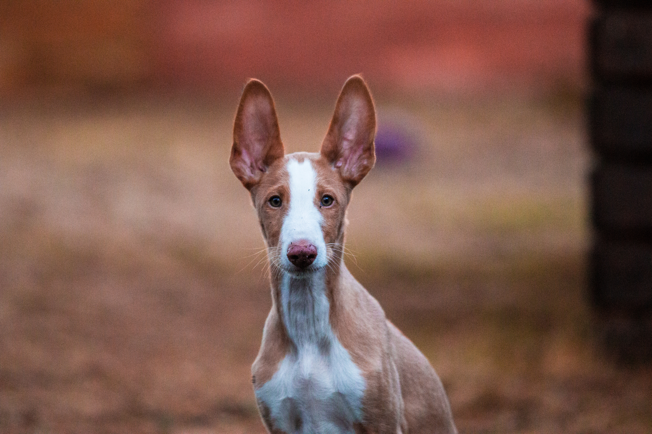 Ibizan Hound Dog Breed Information & Characteristics