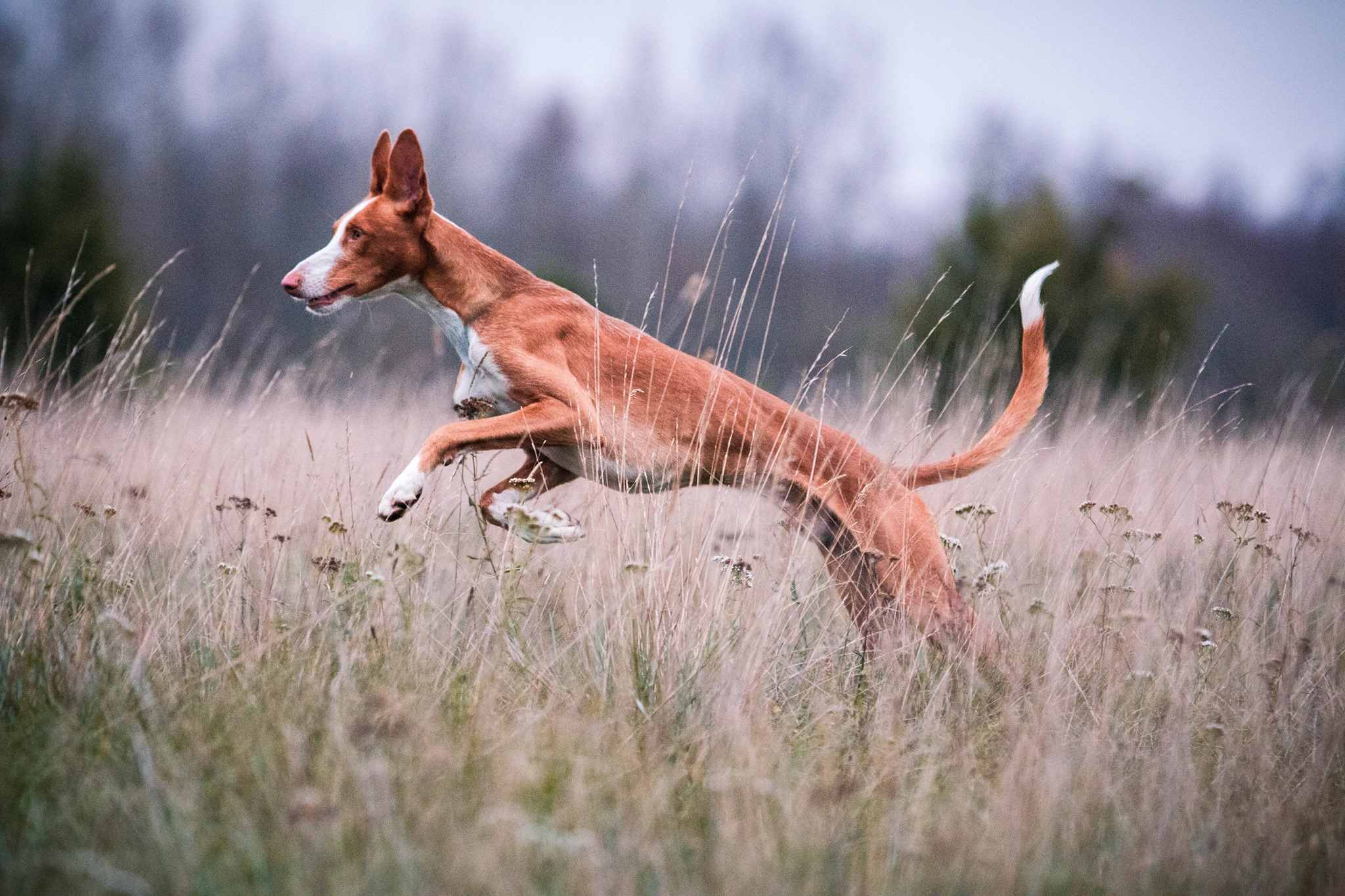 Ibizan Hound Dog Breed Information & Characteristics