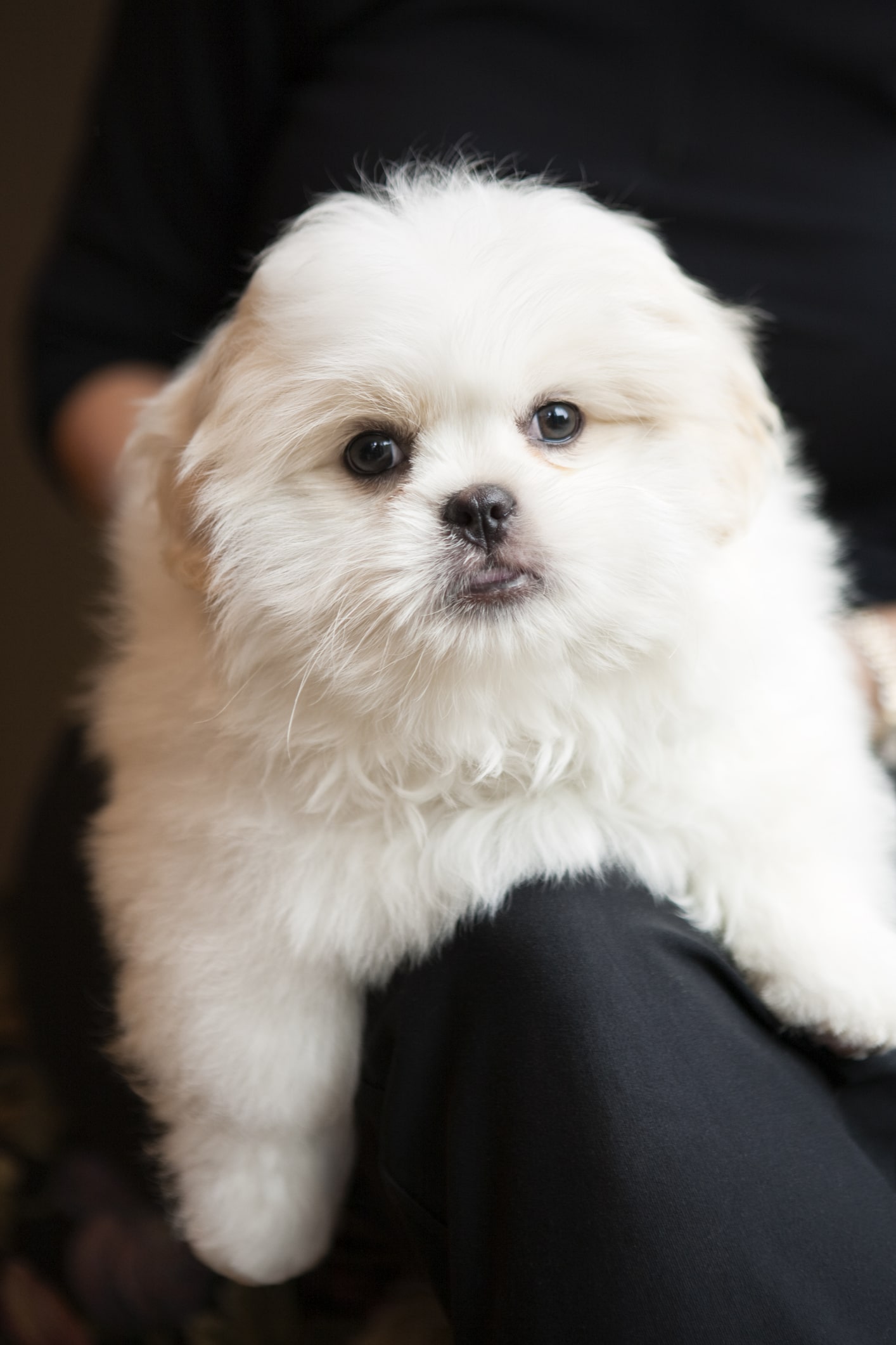 Peekapoo Dog Breed Information & Characteristics