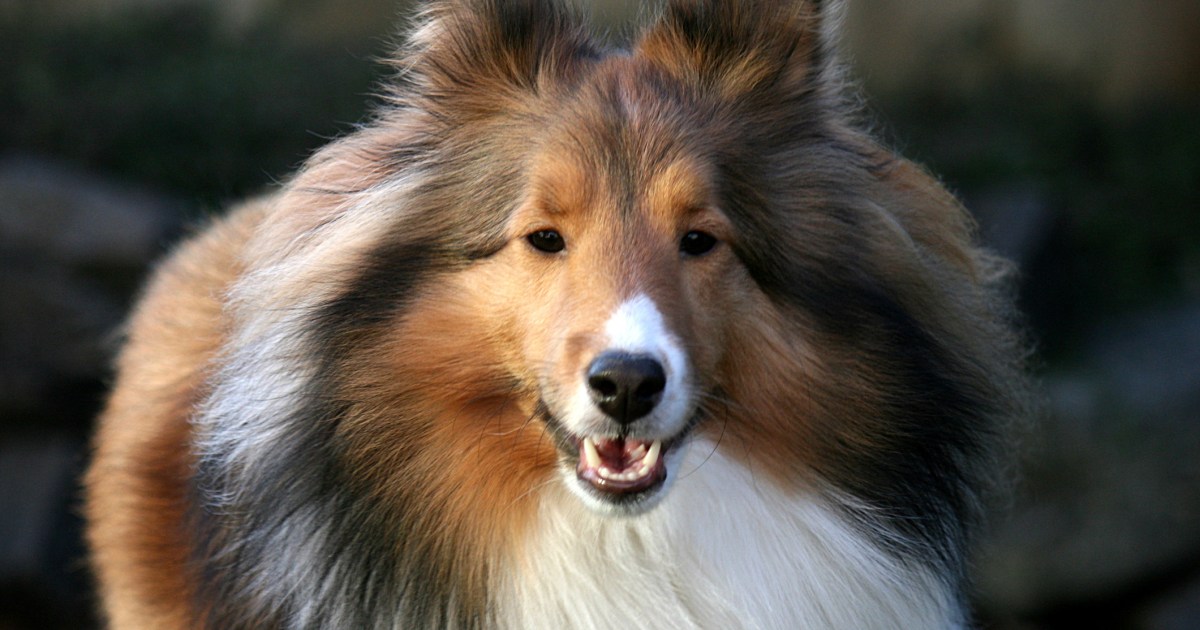 Shetland Sheepdog Dog Breed Information & Characteristics