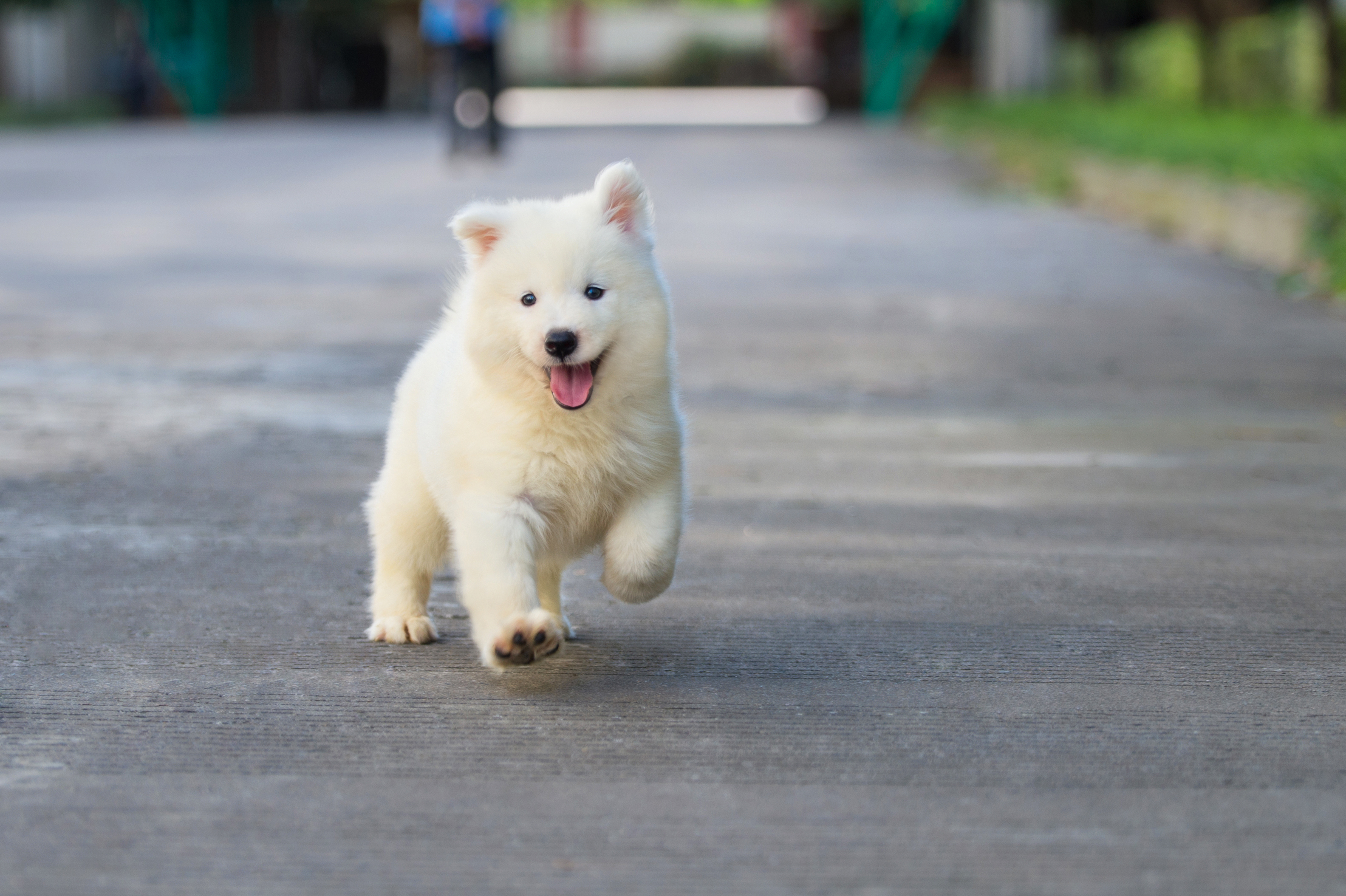 Samoyed Dog Breed Information & Characteristics