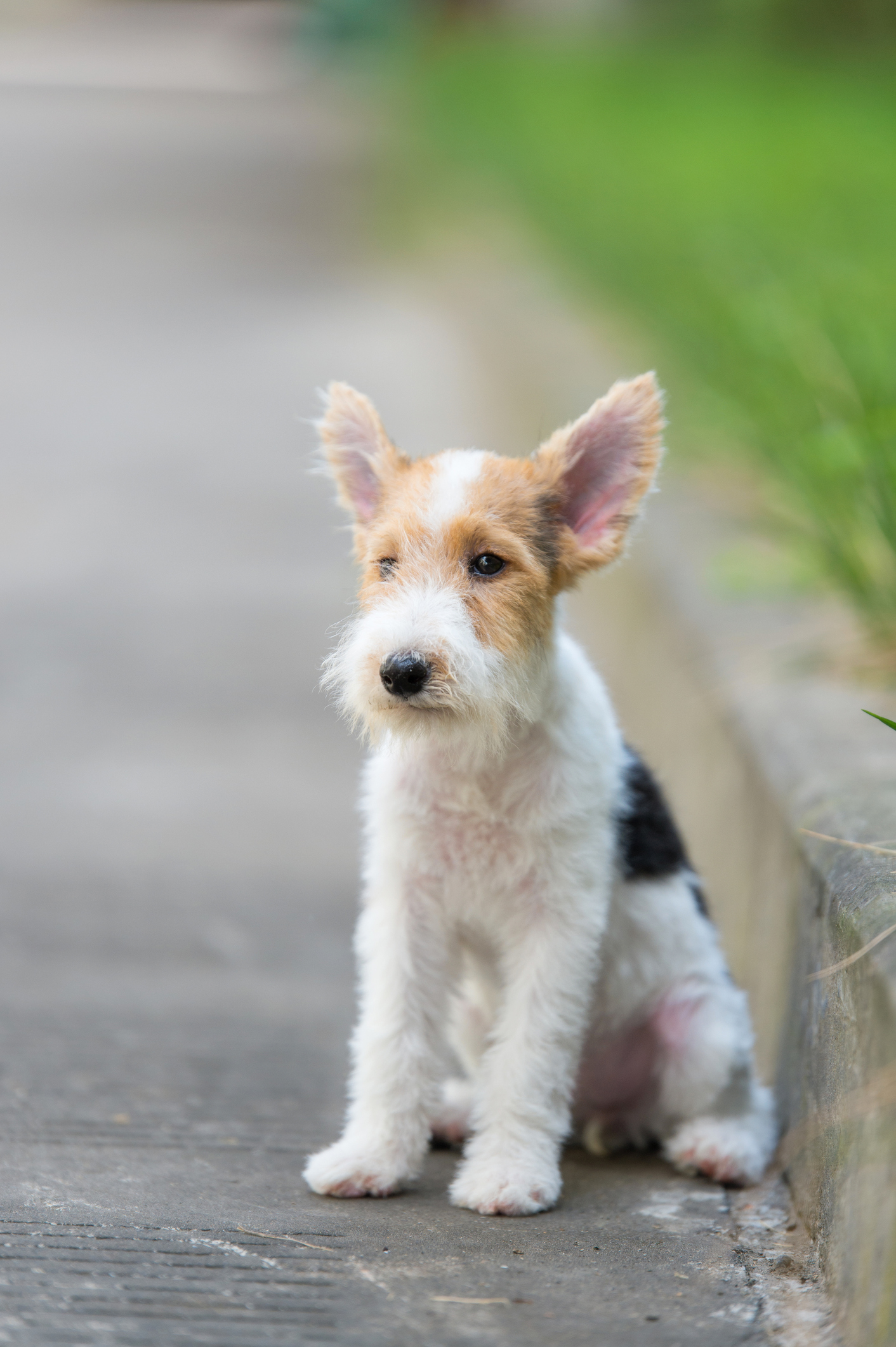 Fox Terrier Dog Breed Information & Characteristics