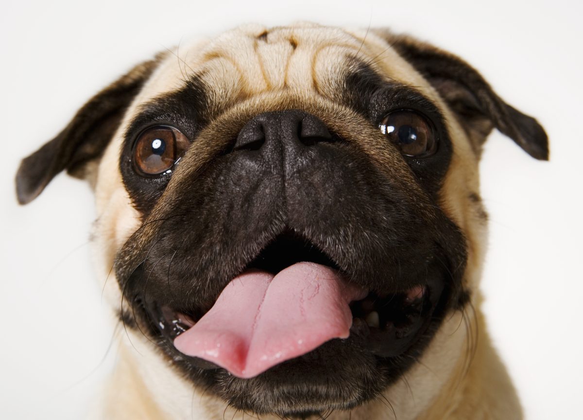Pug Dog Breed Information & Characteristics