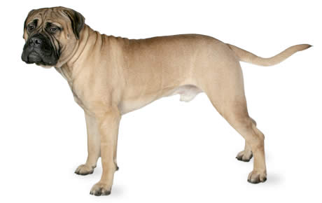 Bullmastiff Dog Breed Information, Pictures, Characteristics & Facts ...
