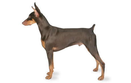 Doberman Pinscher Dog Breed Information, Pictures, Characteristics ...