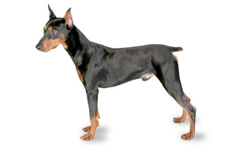 German Pinscher Dog Breed Information, Pictures, Characteristics ...