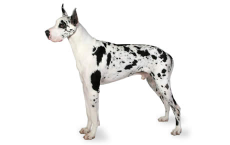Great Dane Dog Breed Information, Pictures, Characteristics & Facts ...