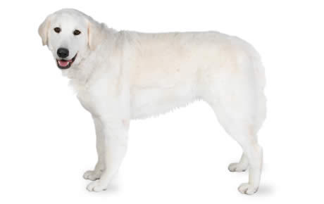 Kuvasz Dog Breed Information, Pictures, Characteristics & Facts - Dogtime