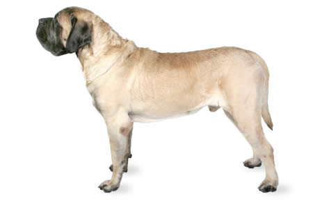 Mastiff Dog Breed Information, Pictures, Characteristics & Facts - Dogtime