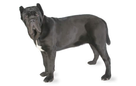 Neapolitan Mastiff Dog Breed Information, Pictures, Characteristics ...