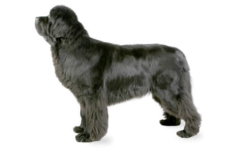 Newfoundland Dog Breed Information, Pictures, Characteristics & Facts ...