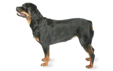 Rottweiler Dog Breed Information, Pictures, Characteristics & Facts ...