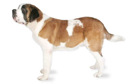 Saint Bernard Dog Breed Information, Pictures, Characteristics & Facts ...