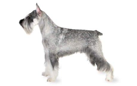 Standard Schnauzer Dog Breed Information, Pictures, Characteristics ...