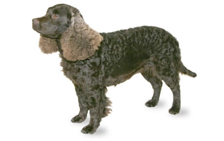 American Water Spaniel Dog Breed Information & Characteristics