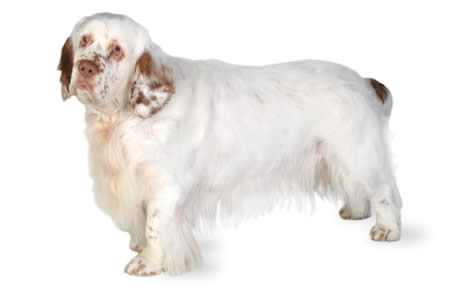 Clumber Spaniel Dog Breed Information, Pictures, Characteristics ...