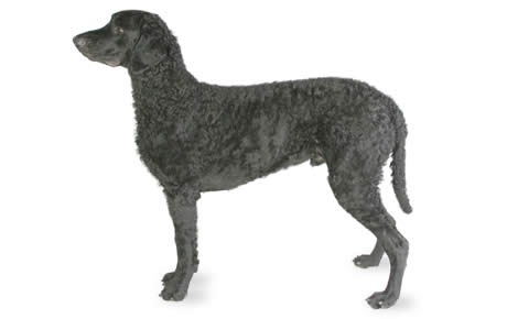 Curly-Coated Retriever Dog Breed Information, Pictures, Characteristics ...