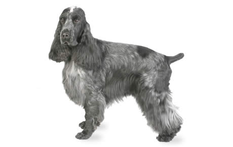 English Cocker Spaniel Dog Breed Information, Pictures, Characteristics ...